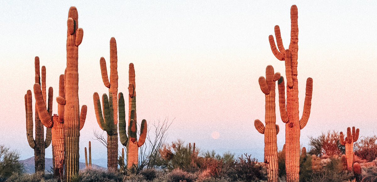 Autumn in the Desert – Desert Dweller Co.